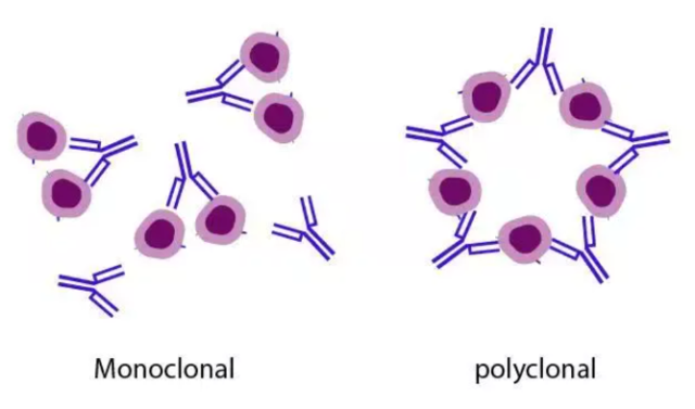 Choosing the Right Antibody for Immunohistochemistry - IHC-PRS